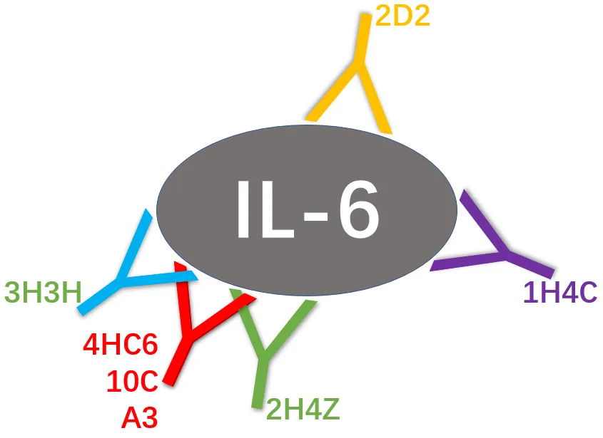 百新意生物超敏IL-6配对抗体登场！